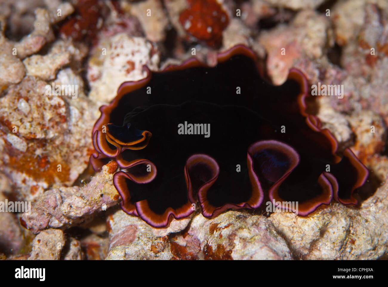 Beautiful nudibranch hi-res stock photography and images - Alamy