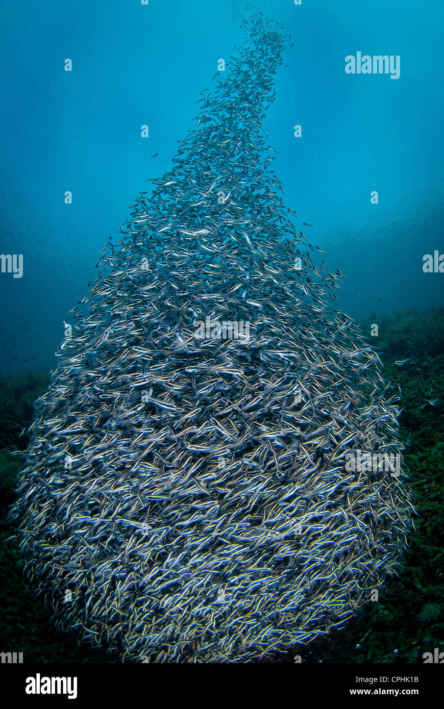 Mimic fish hi-res stock photography and images - Alamy