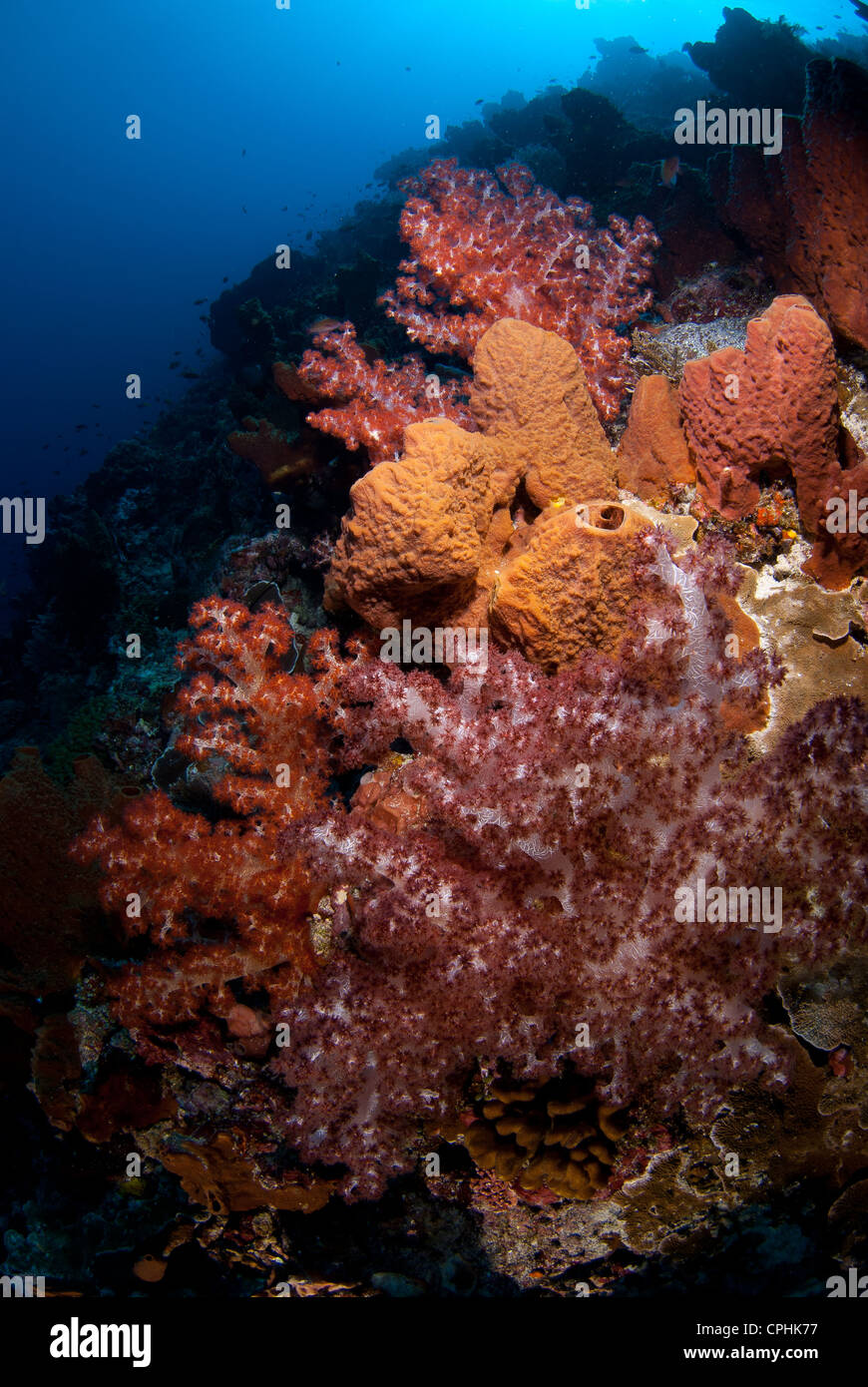 A healthy soft coral patch taken in the coral triangle in Indonesia ...