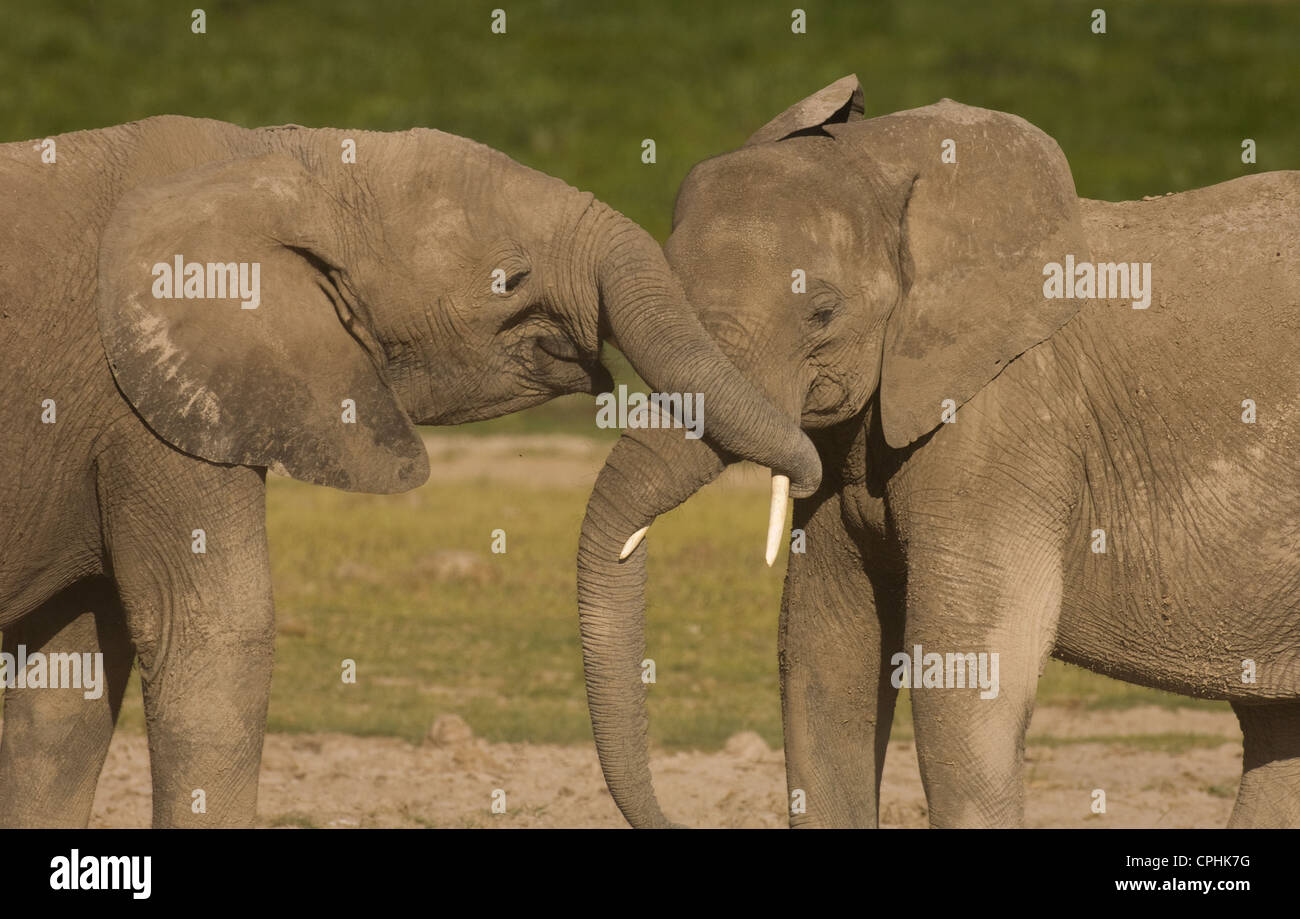 Elephants greeting with trunks Stock Photo - Alamy