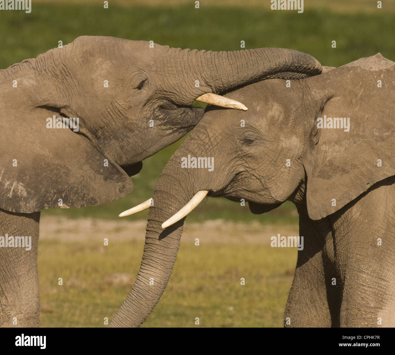 Elephants trunk touch touching hi-res stock photography and images - Alamy