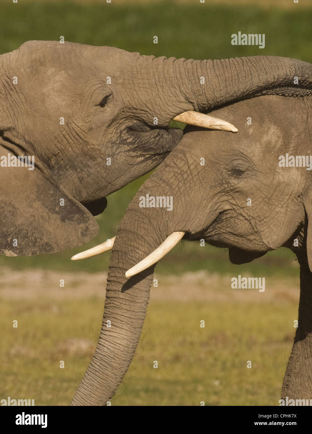 Elephants trunks touching hi-res stock photography and images - Alamy