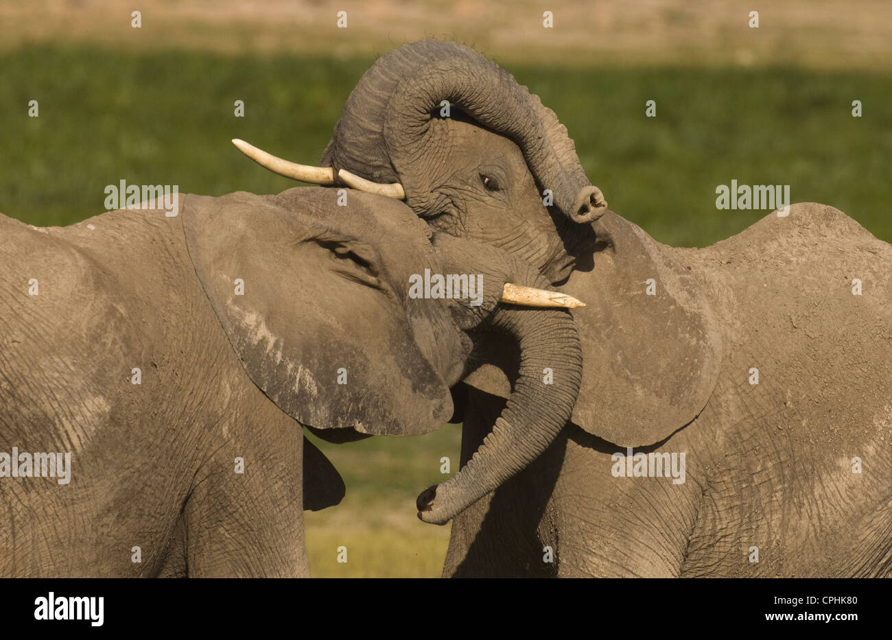 Elephants touching trunks hi-res stock photography and images - Alamy