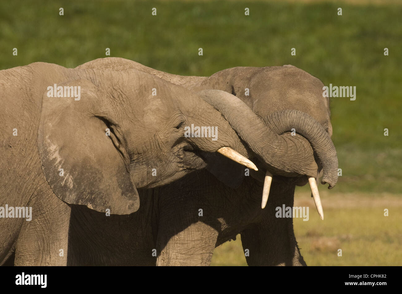 Elephants trunks greet hi-res stock photography and images - Alamy
