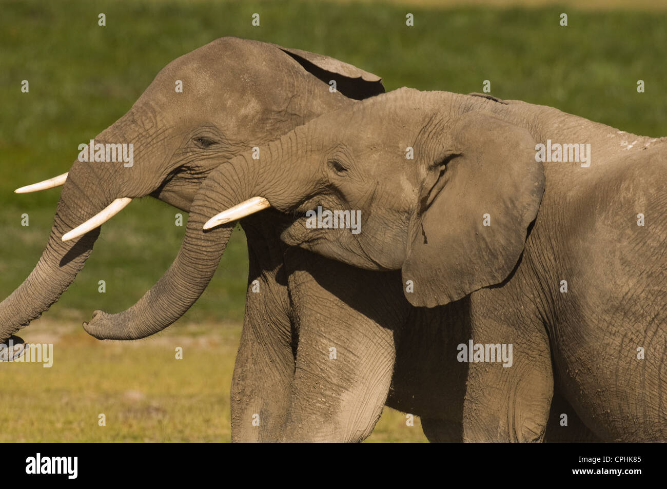 Elephants greeting with trunks Stock Photo - Alamy