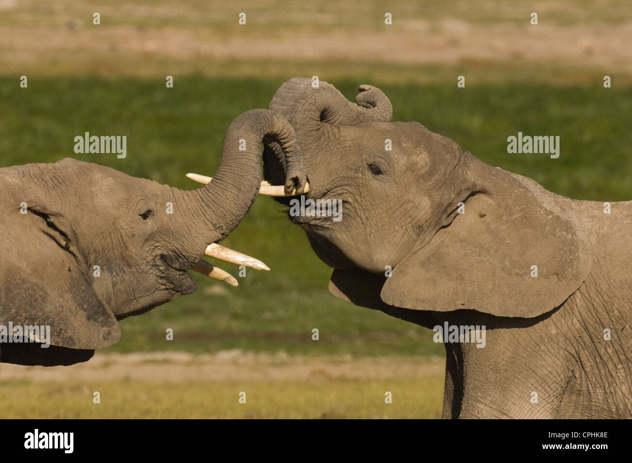 Elephants trunks together hi-res stock photography and images - Alamy