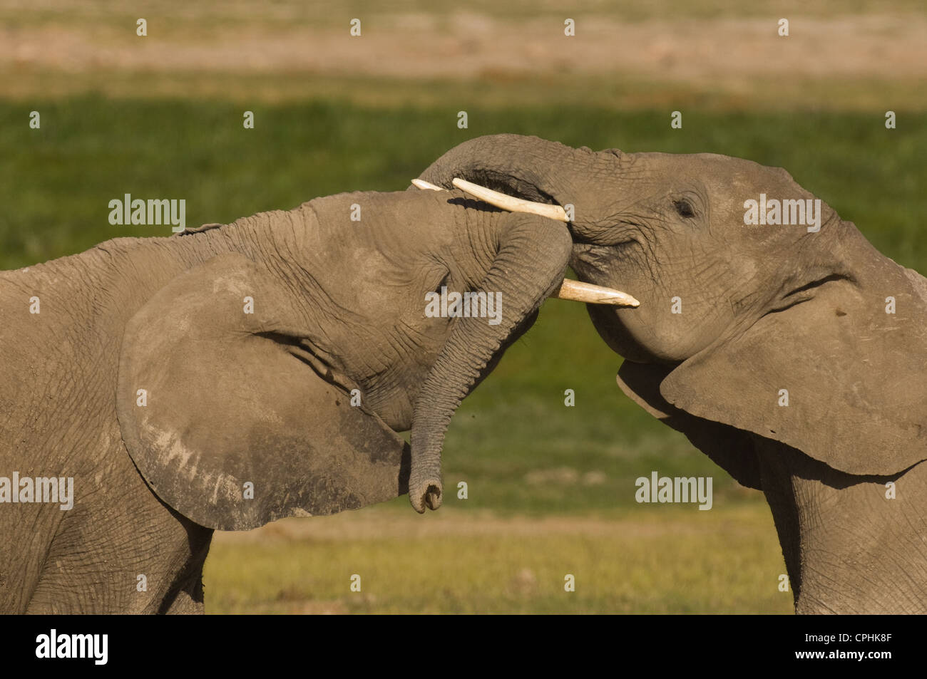 Elephants greeting with trunks Stock Photo - Alamy