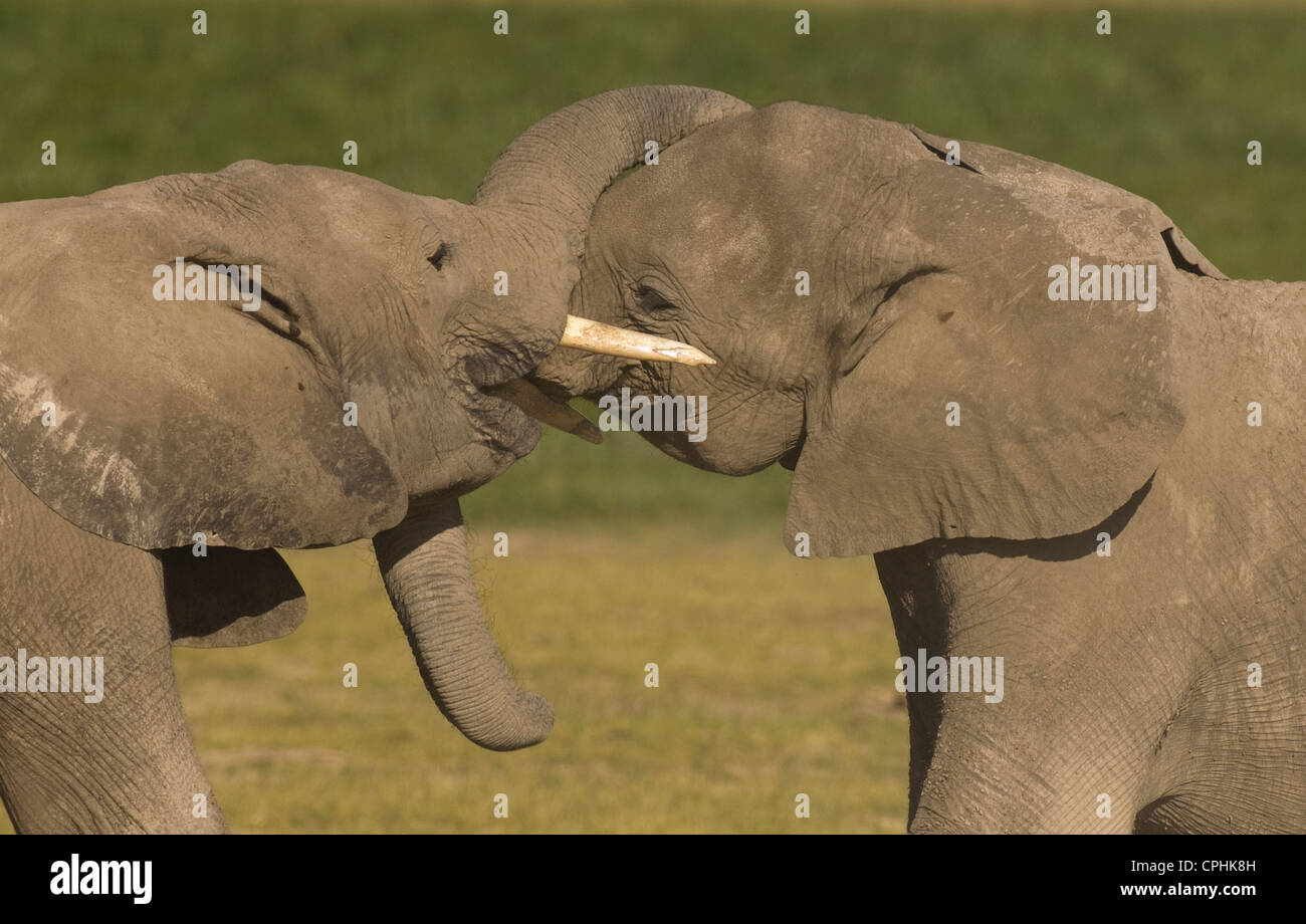 Caring elephants hi-res stock photography and images - Alamy