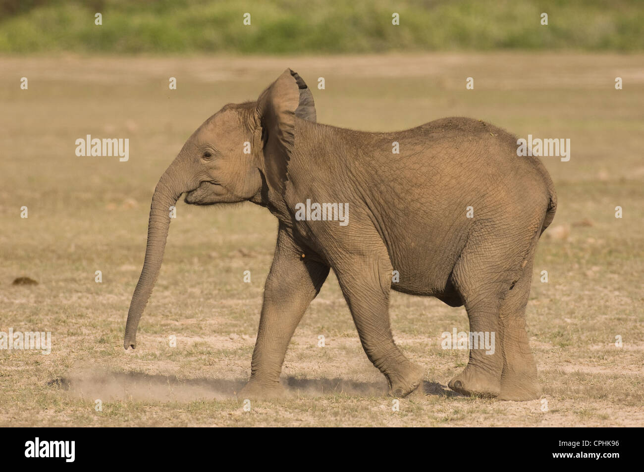 Elephant Baby High Resolution Stock Photography and Images - Alamy