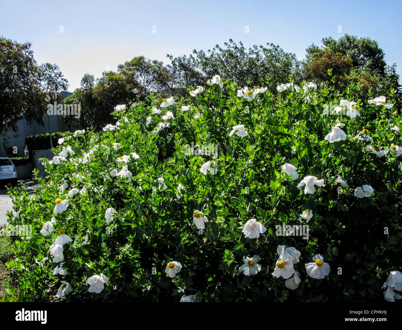 White Poppies Stock Photos & White Poppies Stock Images - Alamy