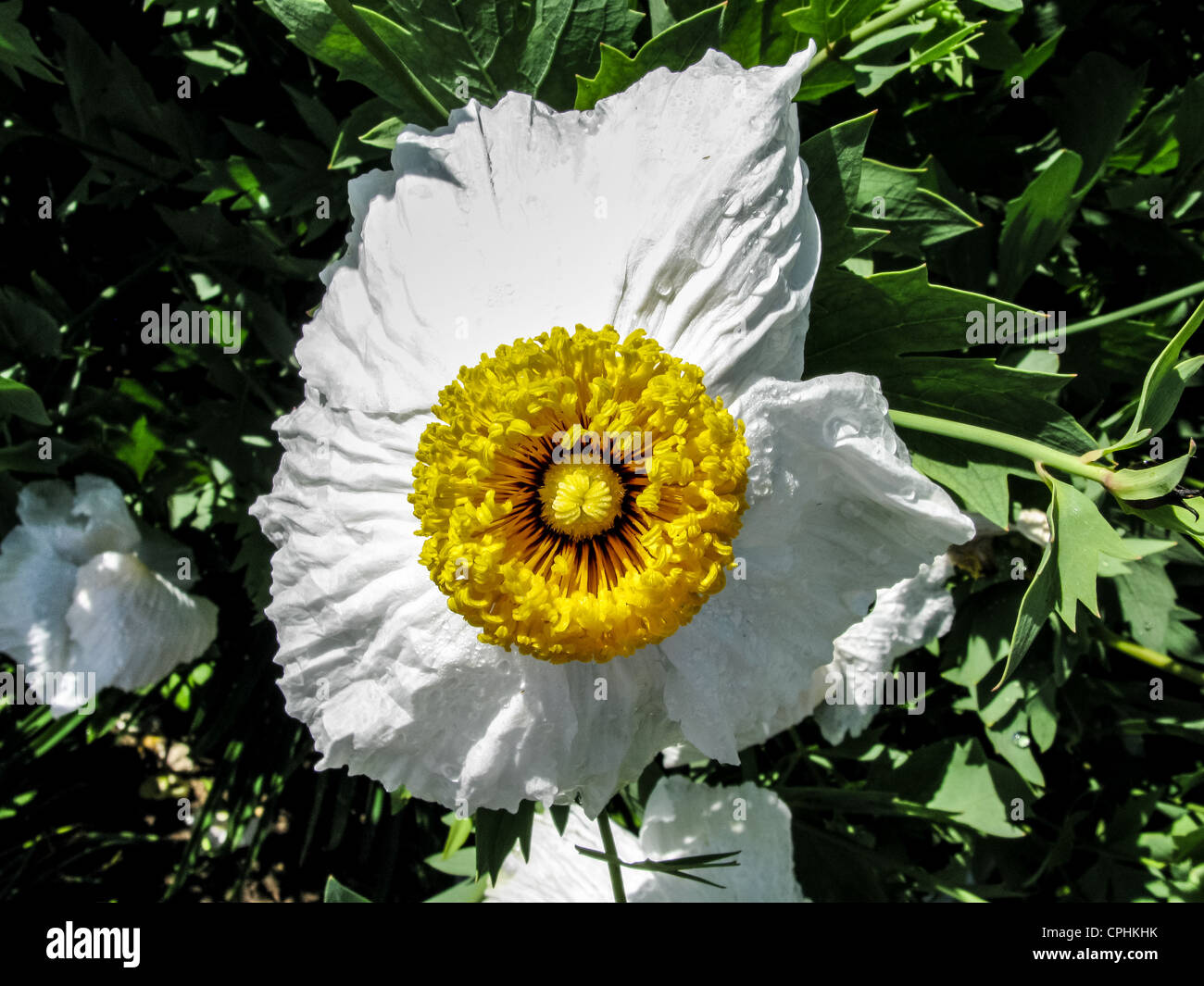 White poppy hi-res stock photography and images - Alamy