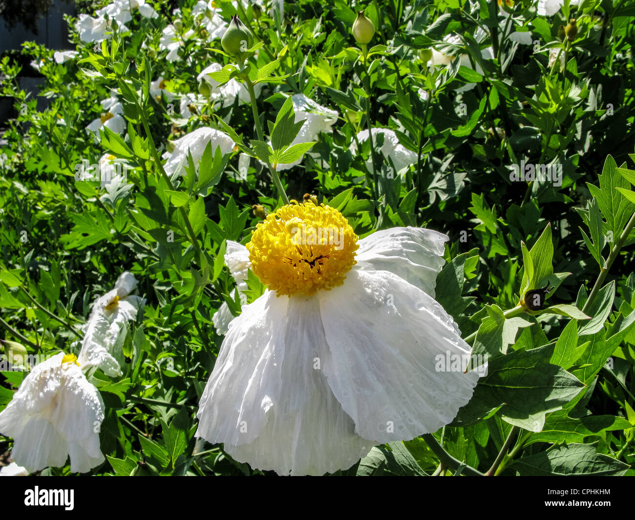 White poppy hi-res stock photography and images - Alamy
