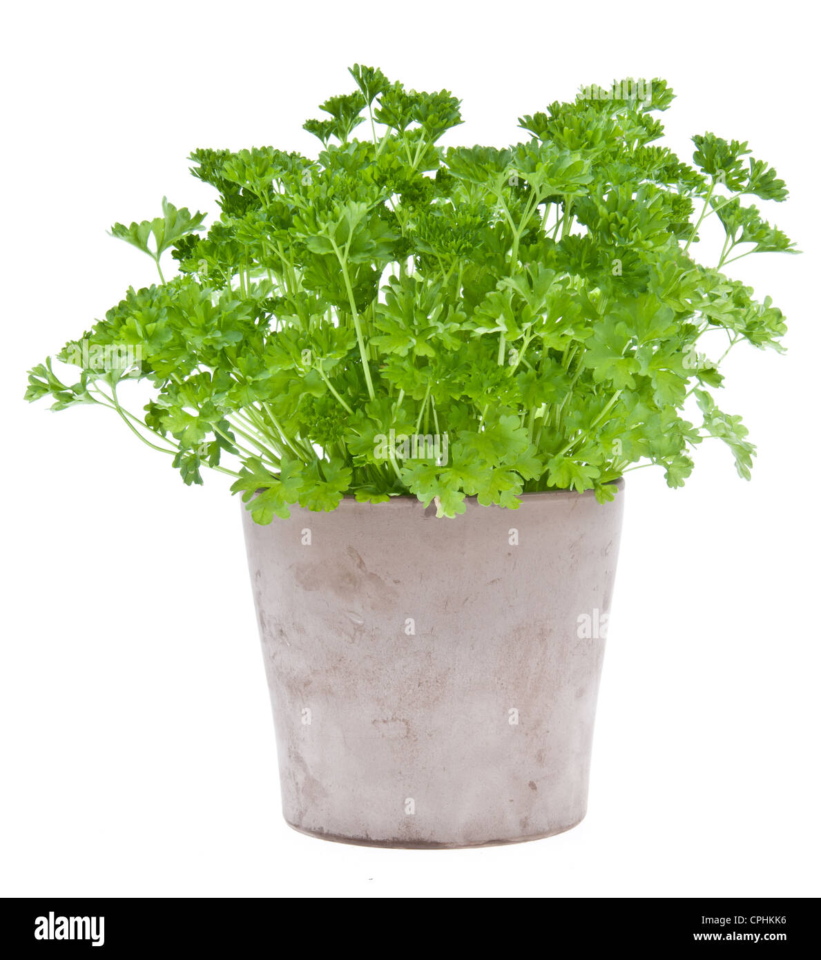 Baby Parsley Plant