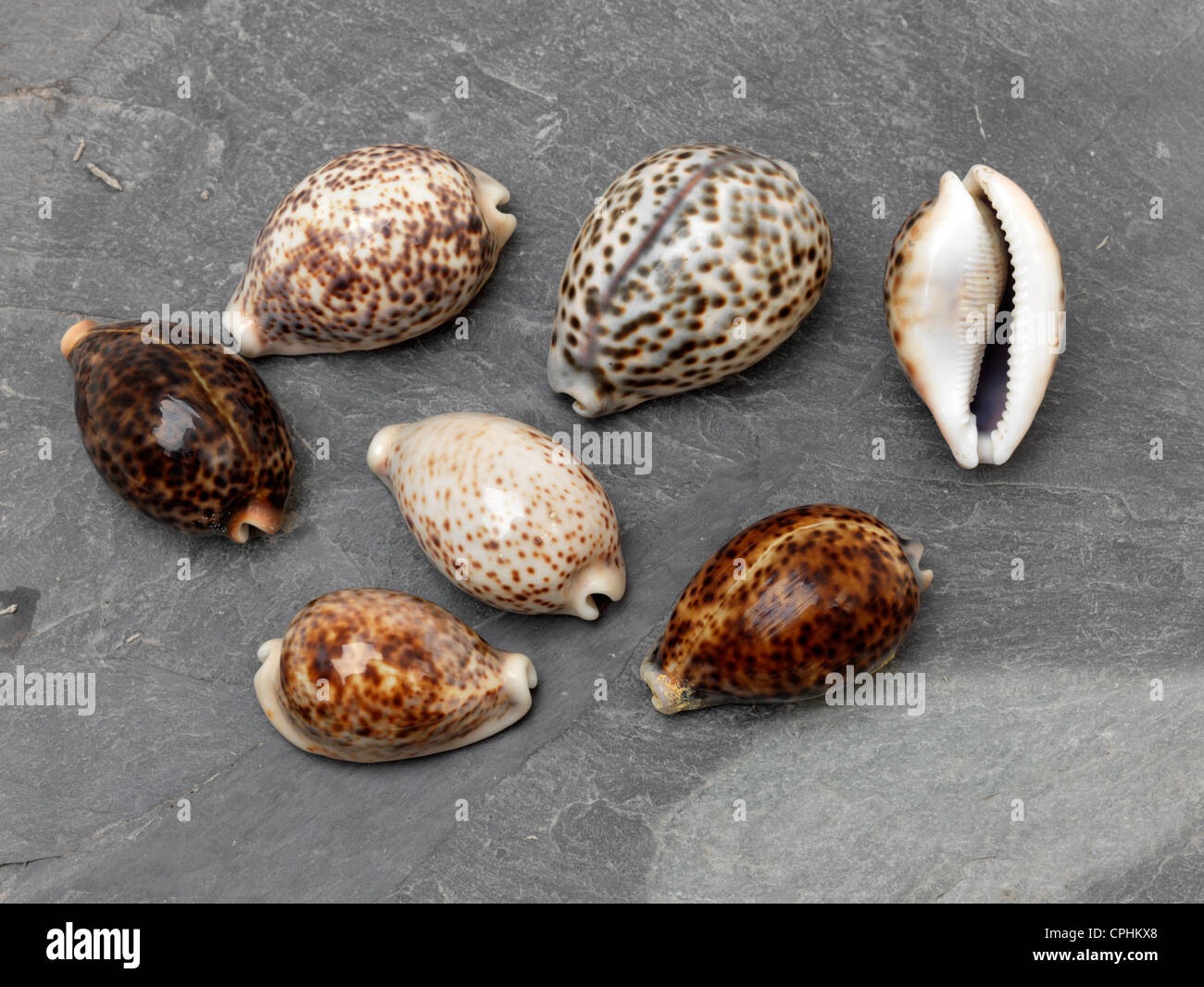 Cypraea Tigris Tiger Cowrie Stock Photo - Alamy