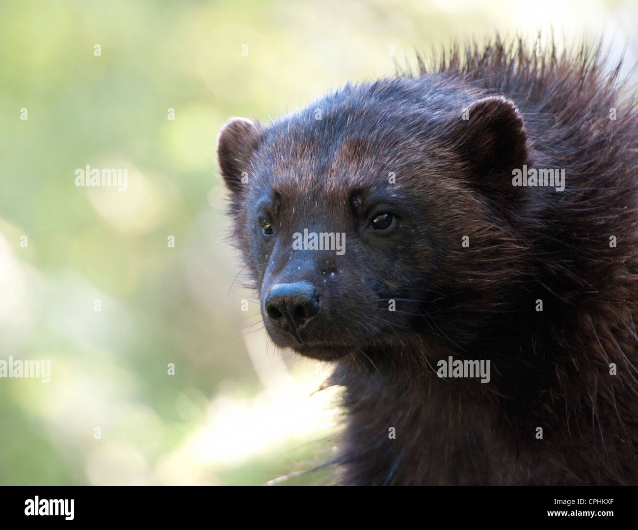 Wolverine gulo gulo close up hi-res stock photography and images - Alamy