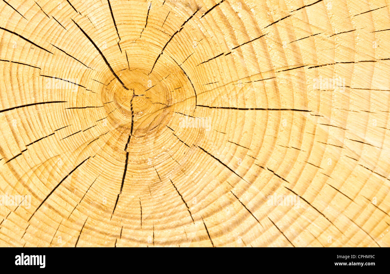 wooden cut texture Stock Photo - Alamy