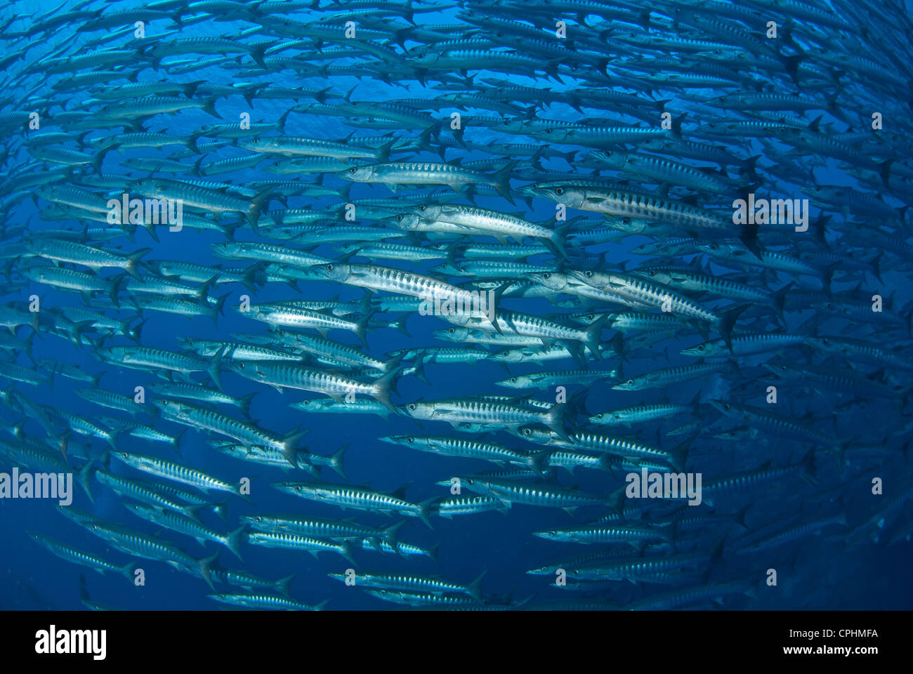 A huge group of barracuda taken by a reef near Tifore Island in ...