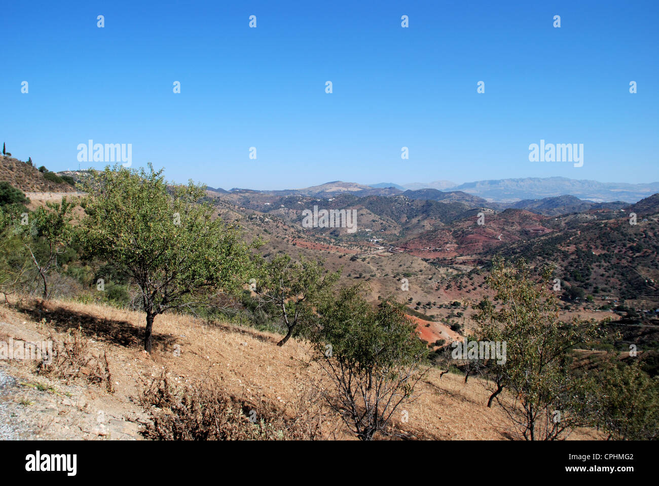 Young olive tree hi-res stock photography and images - Alamy