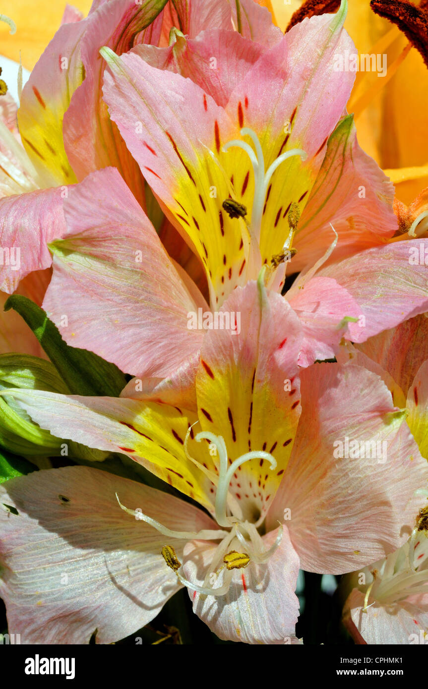 Pink and yellow lilies Stock Photo - Alamy