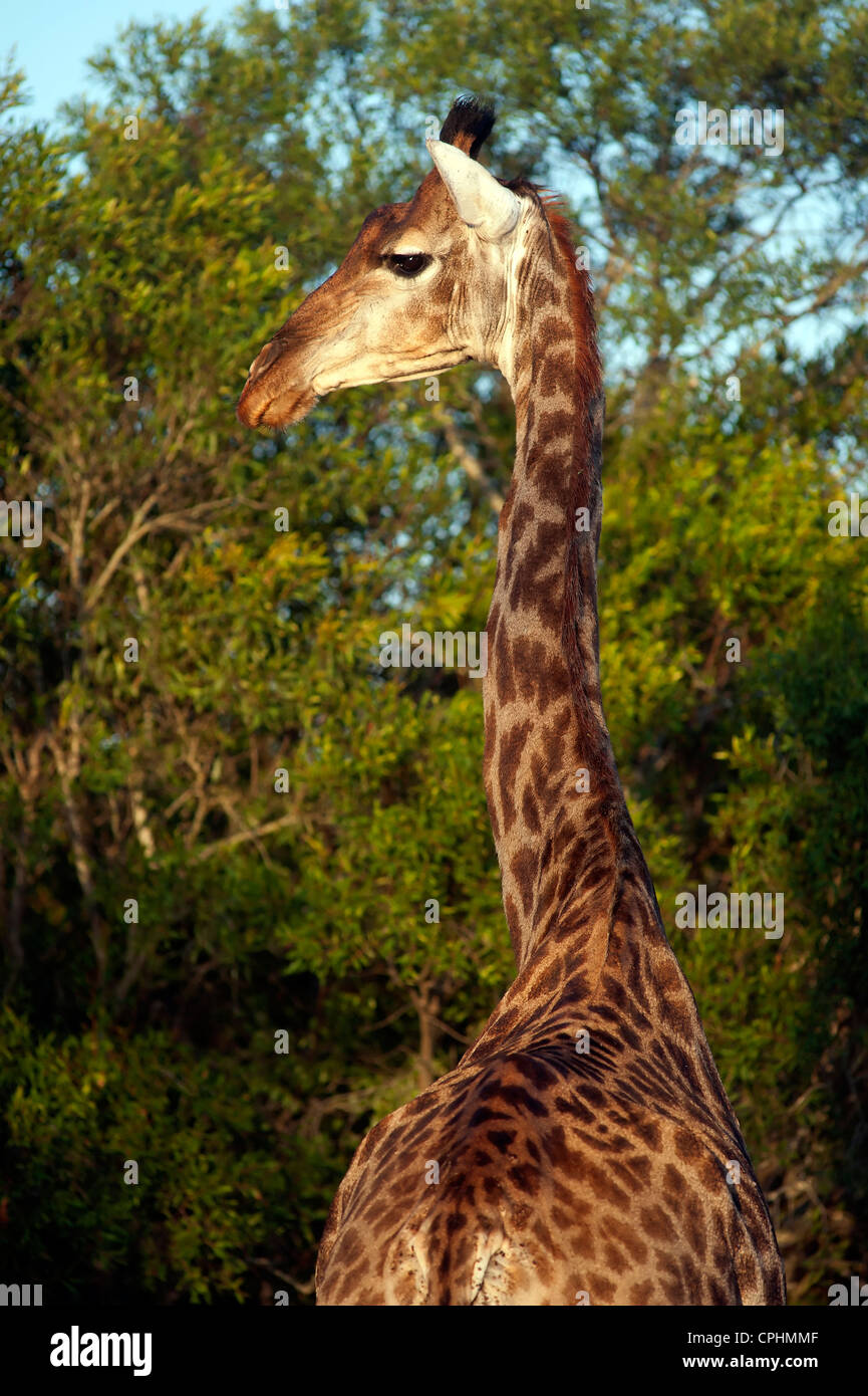 Dead Giraffe In Dumpster