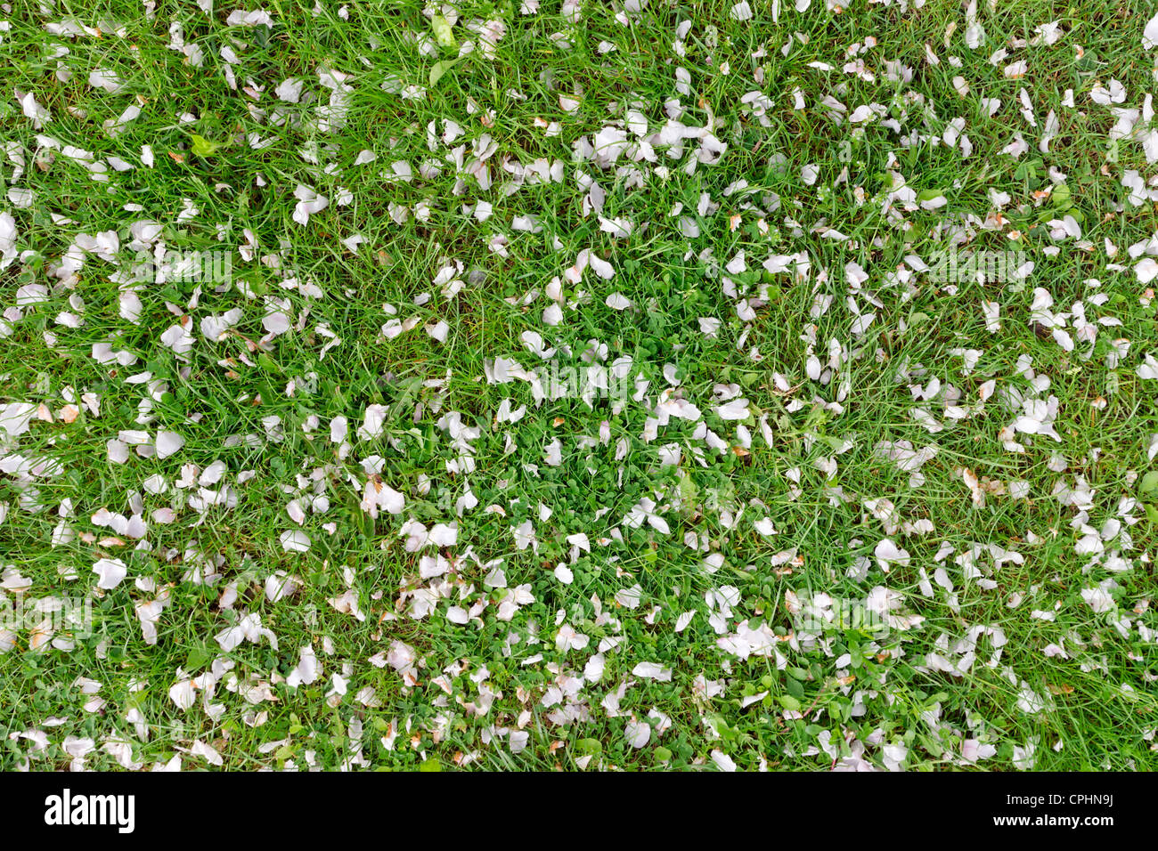 Fallen petals of flowers of apple trees lie on the grass in spring ...