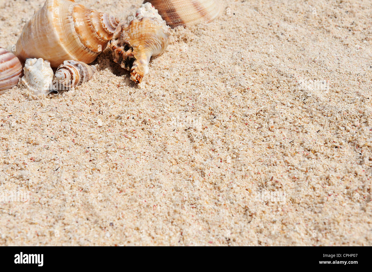 sea shells with sand as background Stock Photo - Alamy