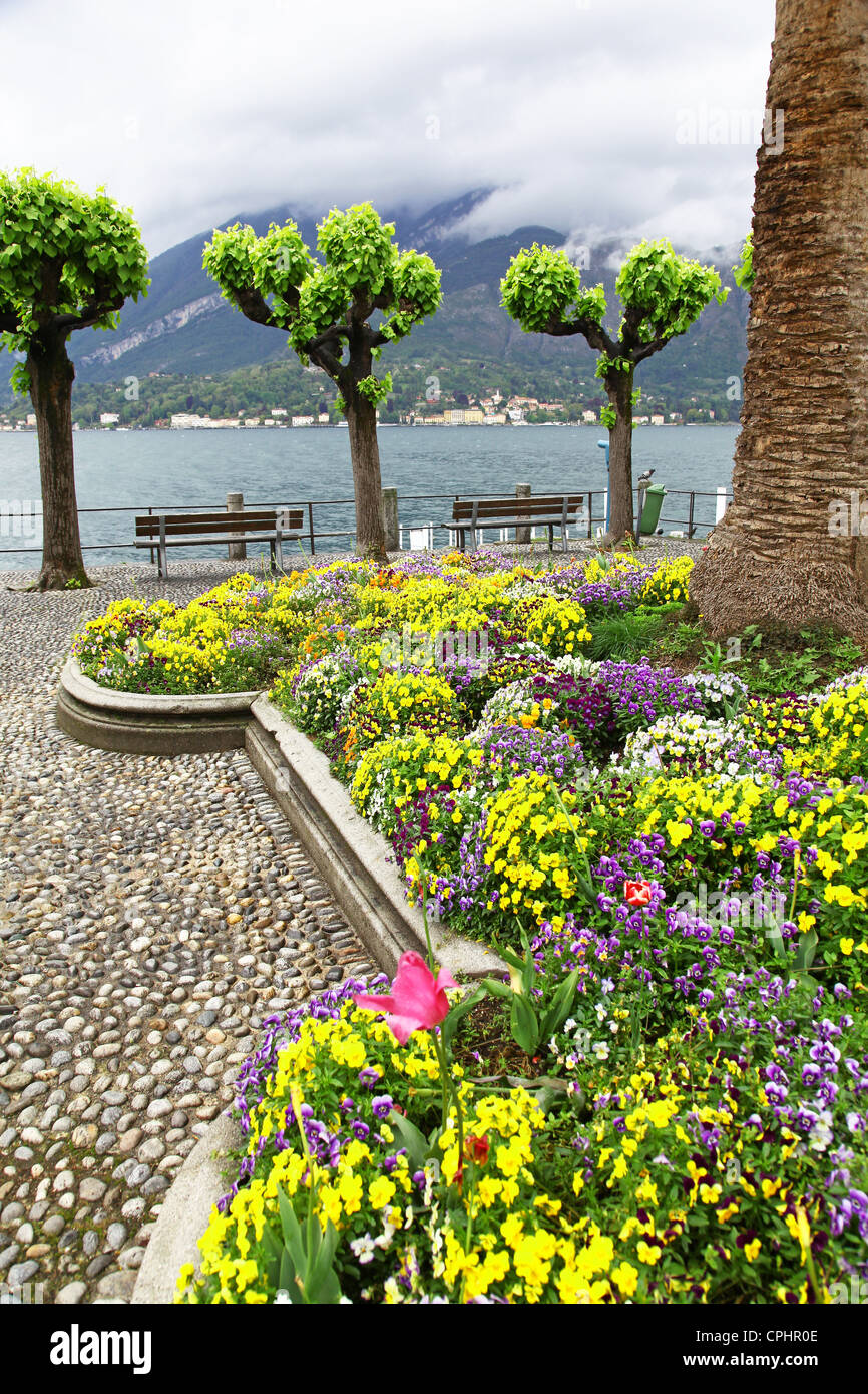 Colourful flower beds and pollarded Plane trees on the promenade at ...