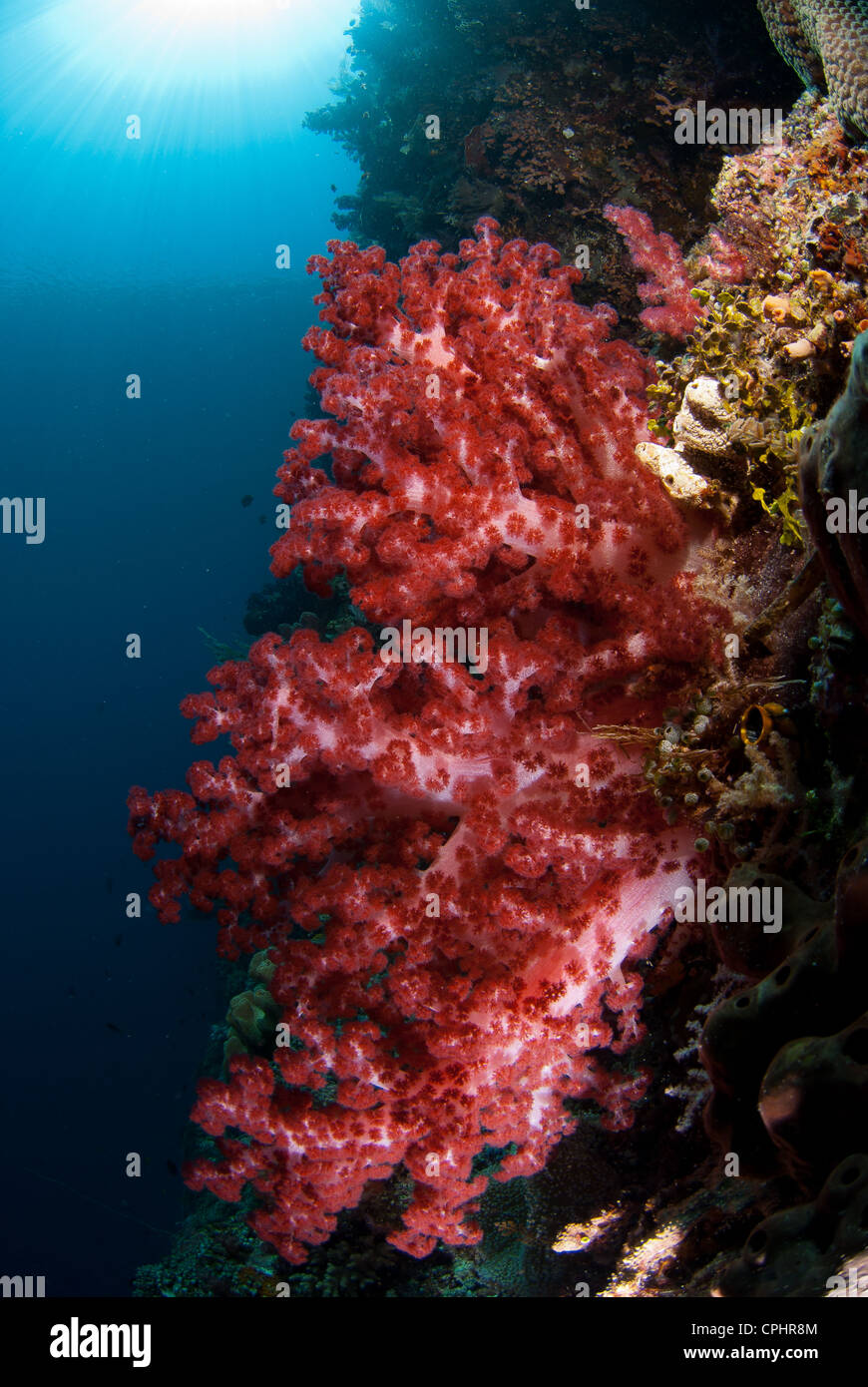 Patch reef hi-res stock photography and images - Alamy