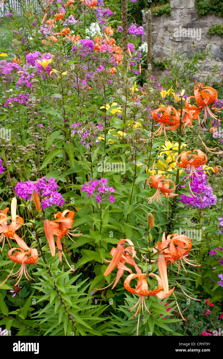 Colorful flower garden with orange tiger lilies and purple phlox ...