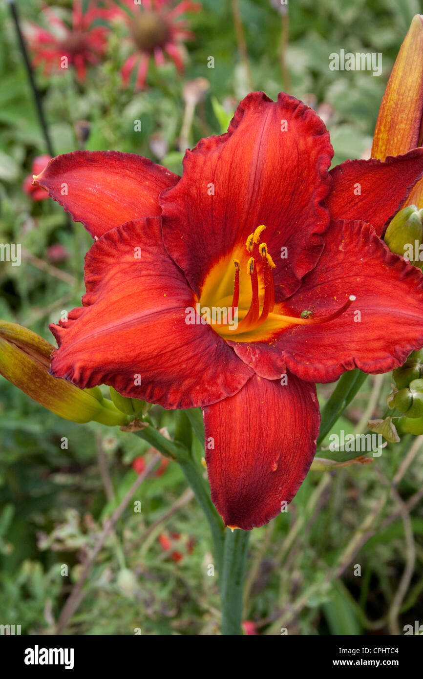 Probably a close-up of a bright red splashy tiger lily in a flower ...