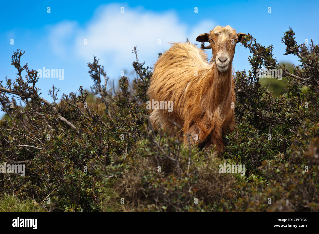 Isolated brown goat animal hi-res stock photography and images - Alamy