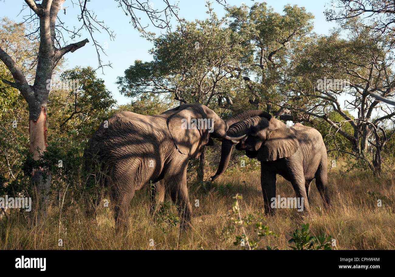 Male elephants tussle while eating tree bark in Thornybush Game Reserve ...