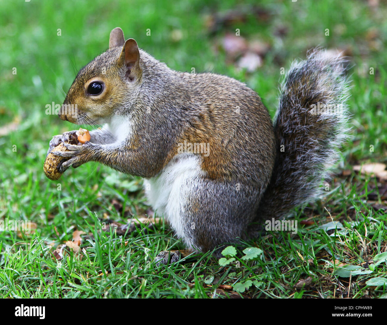 Close up shot of a Grey Squirrel (Sciurus carolinensis) eating a nut ...