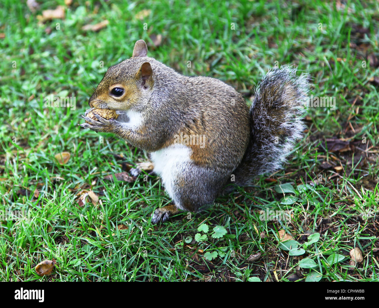 Sciurus carolinensis closeup hi-res stock photography and images - Alamy