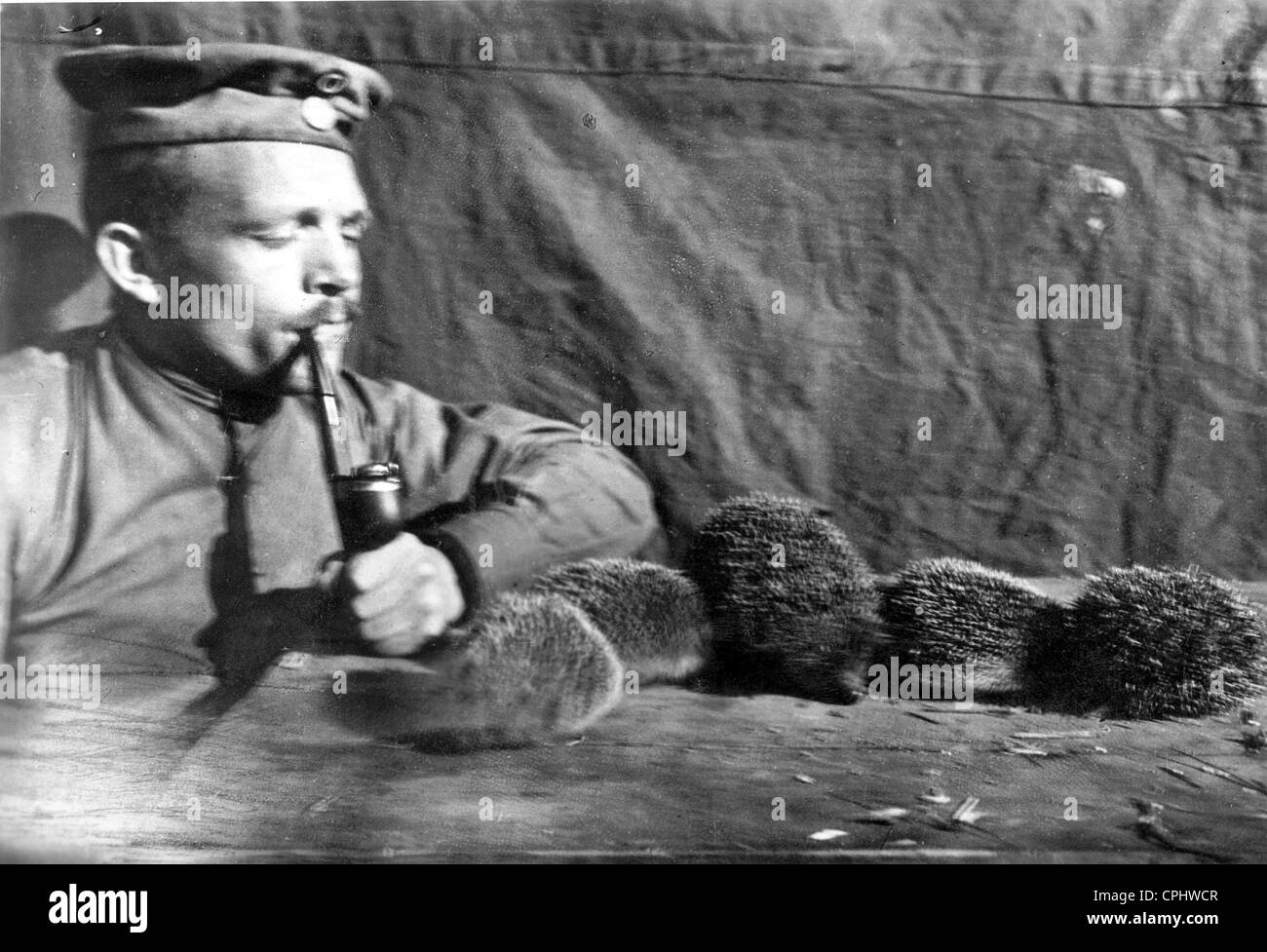 Soldier looking at hedgehogs, 1916 Stock Photo - Alamy