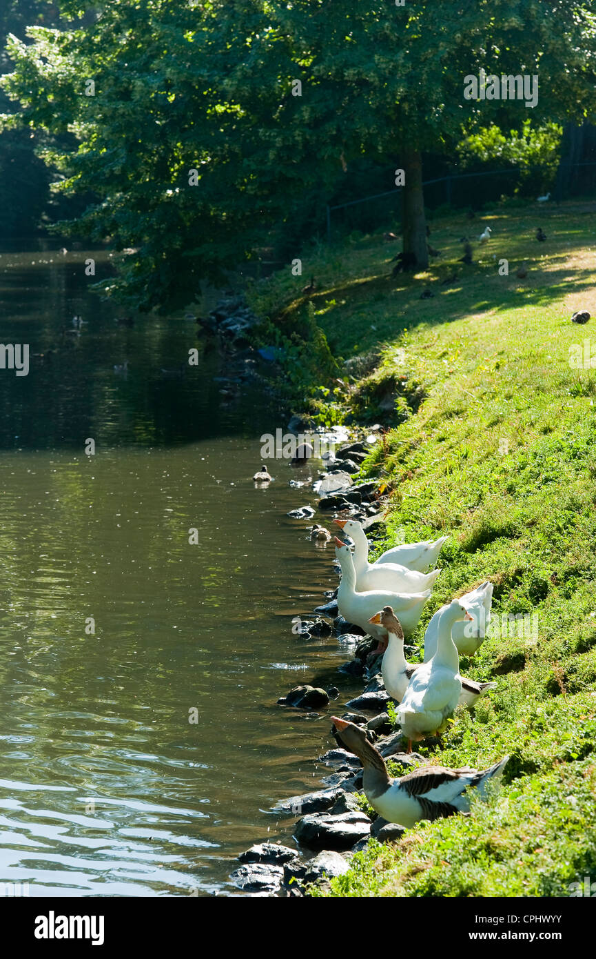 Ducks and gooses on the Jeker River, Maastricht, Limburg, The ...