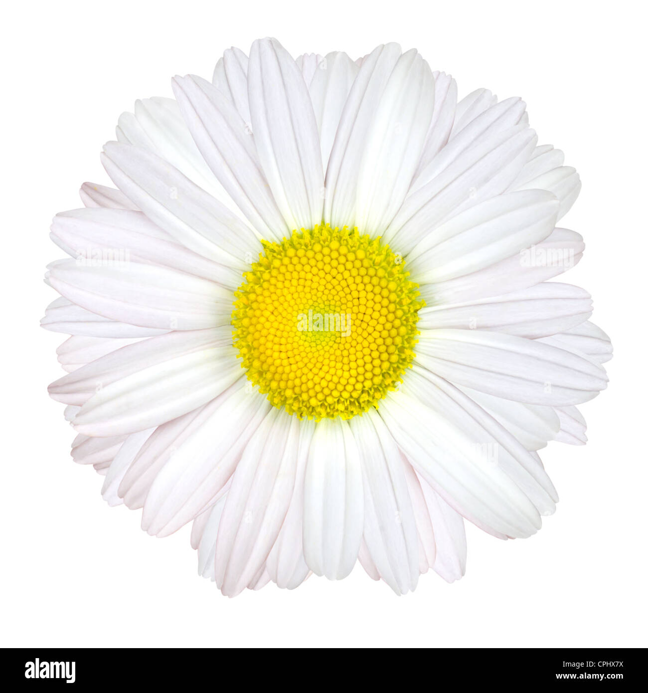Daisy Flower Isolated on White Background - White with Yellow Center ...