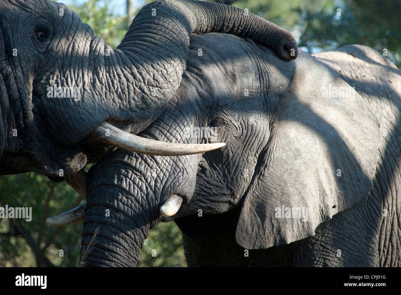 Elephant eating tree bark High Resolution Stock Photography and Images ...