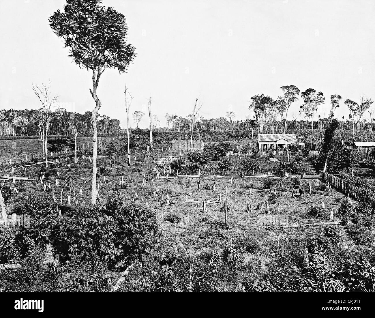 Cleared forest Black and White Stock Photos & Images - Alamy