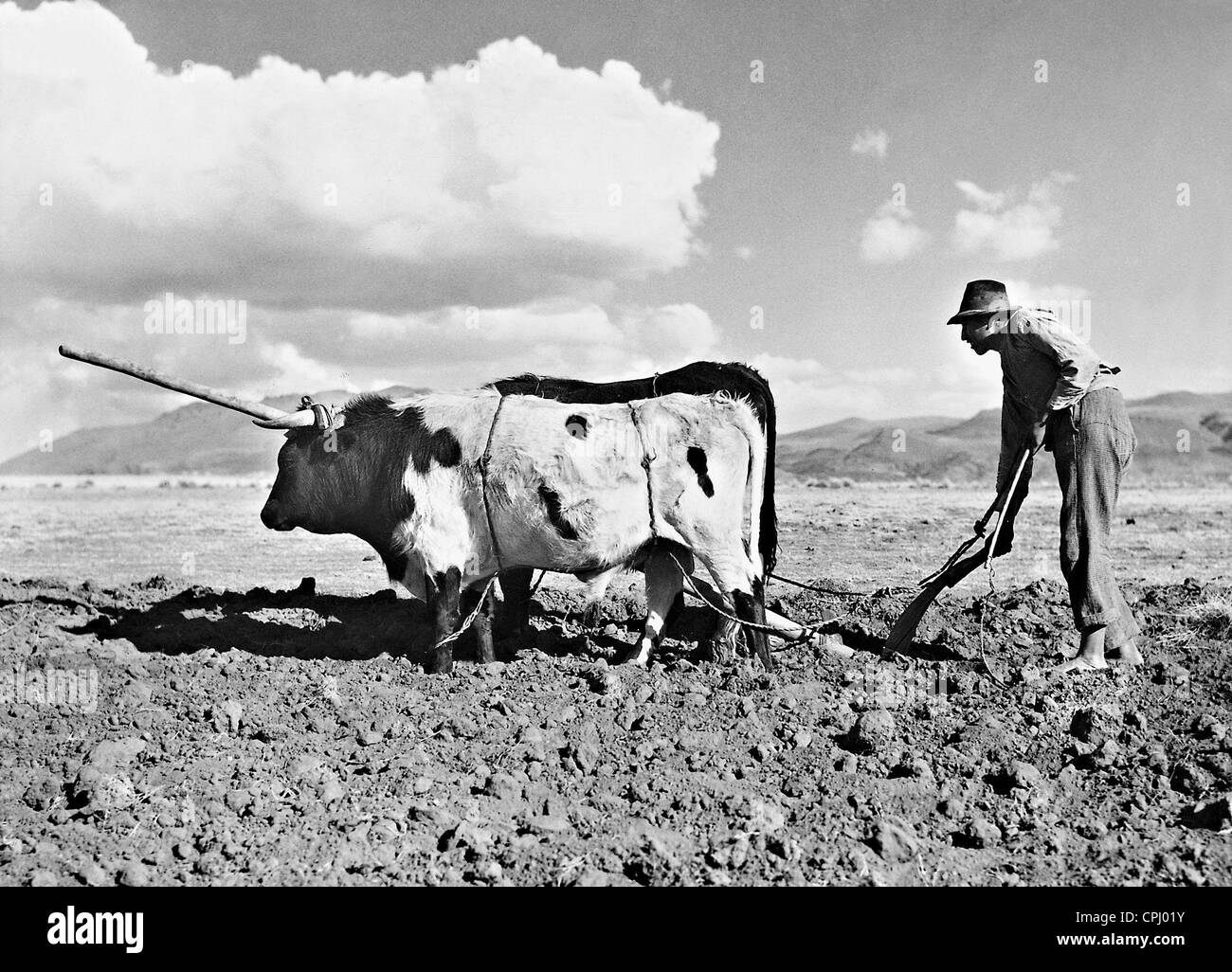 Oxen plow Black and White Stock Photos & Images - Alamy