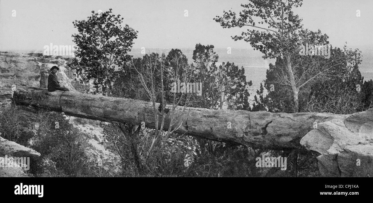Petrified log near Adamana Stock Photo - Alamy