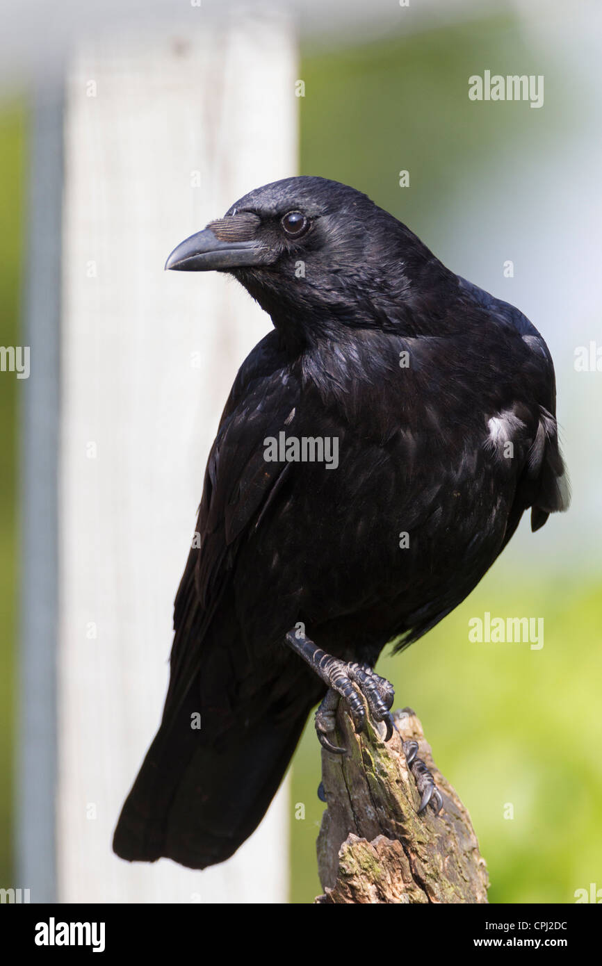 Carrion Crow. Corvus corone (Corvidae Stock Photo - Alamy