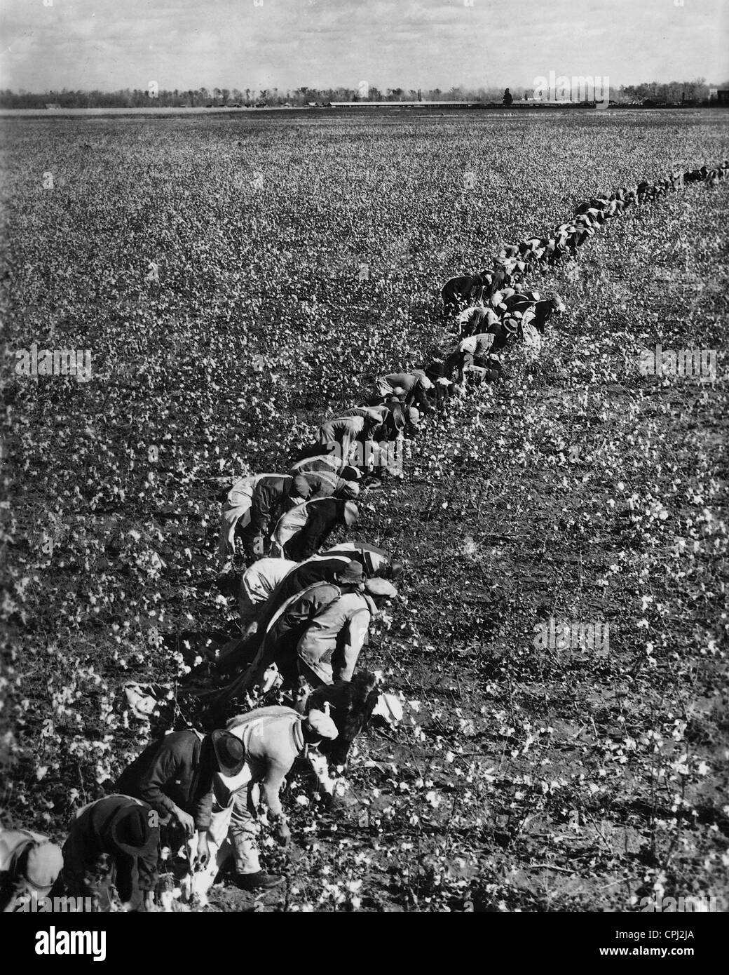Cotton field Black and White Stock Photos & Images - Alamy