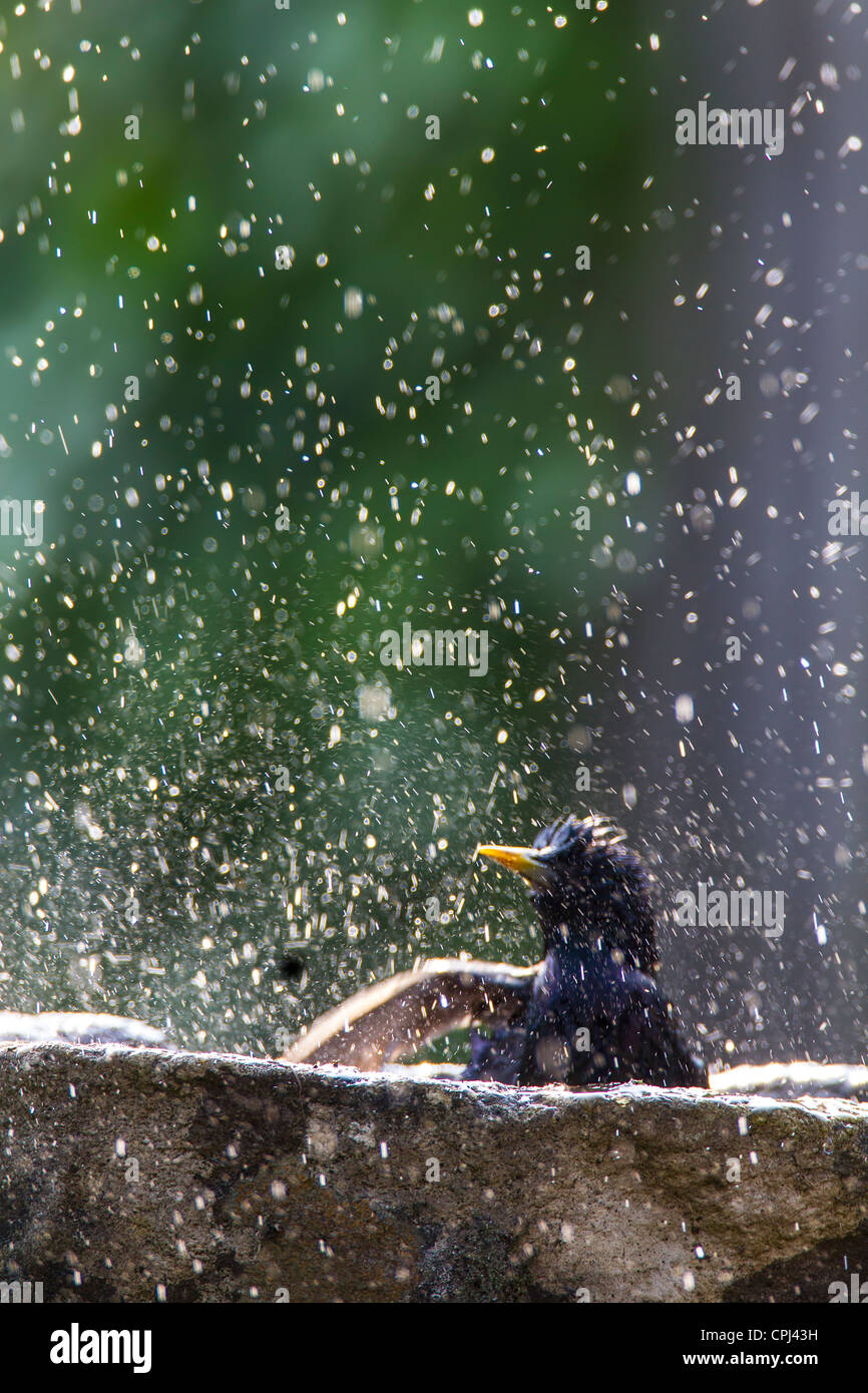 Sturnidae hi-res stock photography and images - Alamy