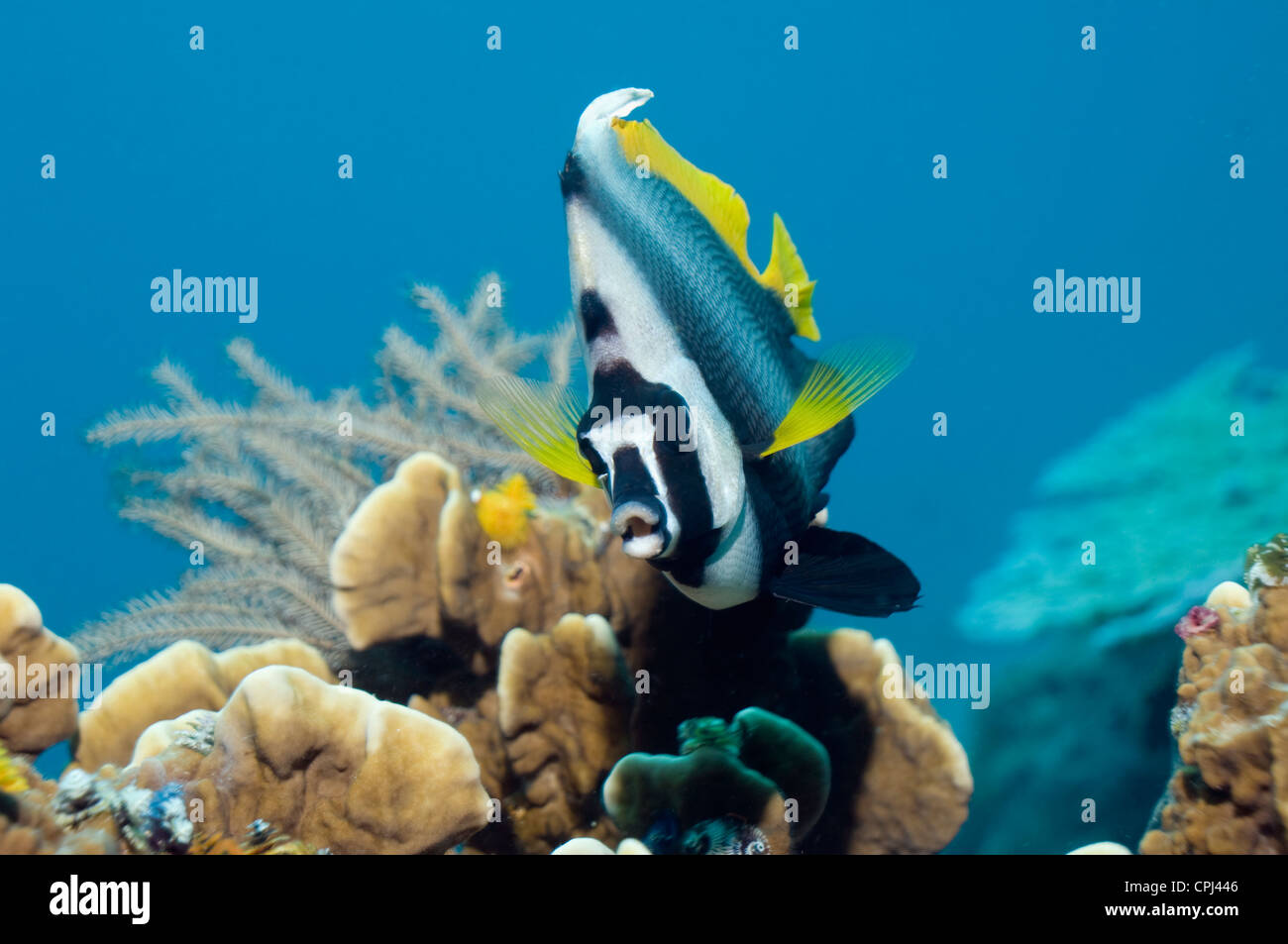 Singular bannerfish (Heniochus singularis). Andaman Sea, Thailand Stock ...