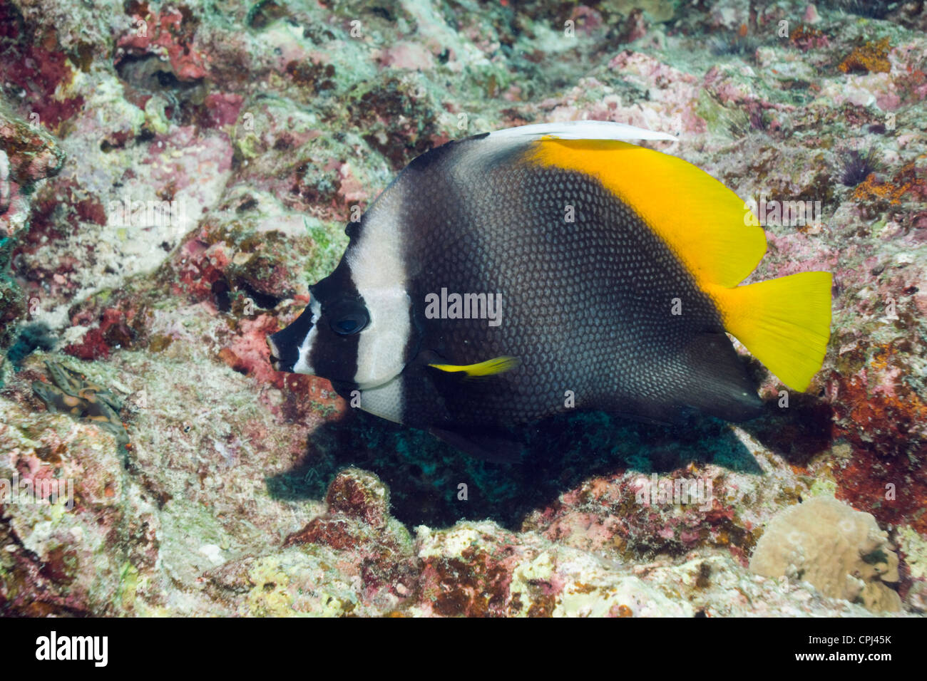 Singular bannerfish (Heniochus singularius). Andaman Sea, Thailand ...