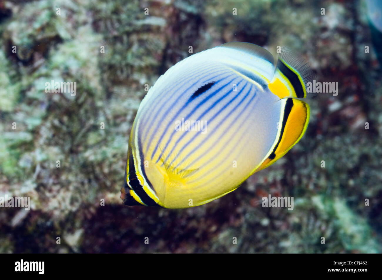 Redfin High Resolution Stock Photography and Images - Alamy