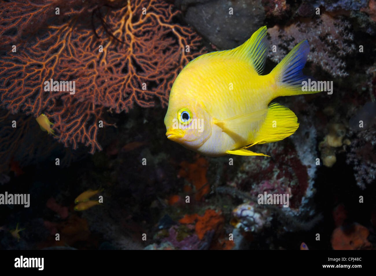 Golden damsel (Amblyglyphidodon aureus). Papua New Guinea Stock Photo ...