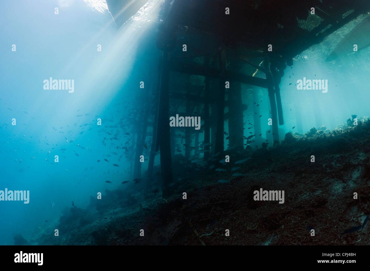 Underwater view of a jetty. Misool, Raja Empat, West Papua, Indonesia ...