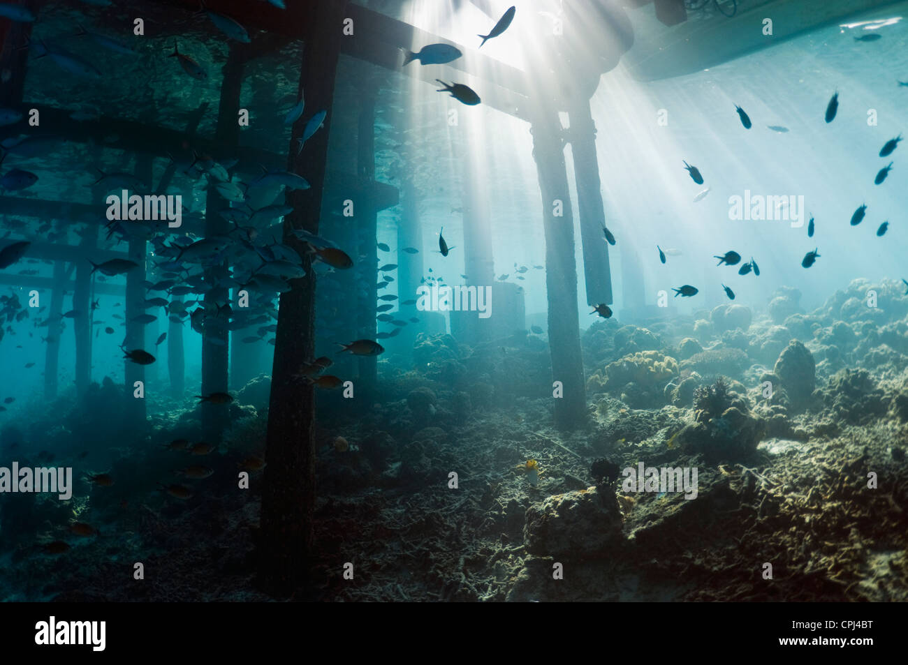 Underwater view of a jetty. Misool, Raja Empat, West Papua, Indonesia ...